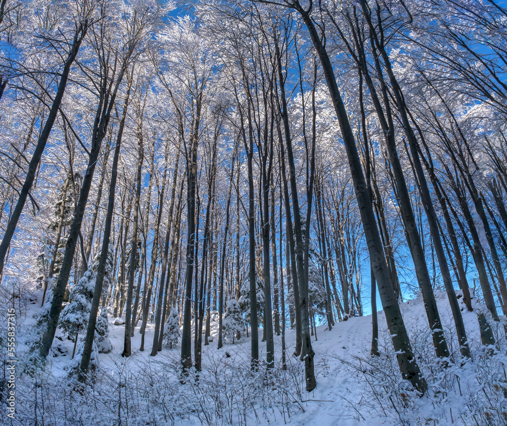 Winter snow-covered trees with clear blue sky background. White snow on ...