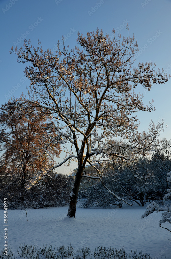 It grows fast, the tree is conspicuous by its leaves, flowers, but also ...