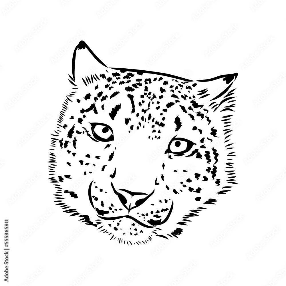 Snow Leopard Face Drawing