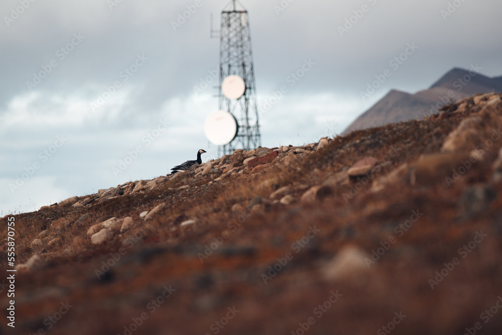 Barnacle geese in Arctic tundra in front of mobile antenna Stock Photo ...