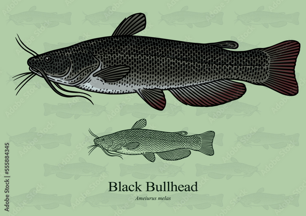 Black Bullhead. Vector illustration with refined details and optimized ...