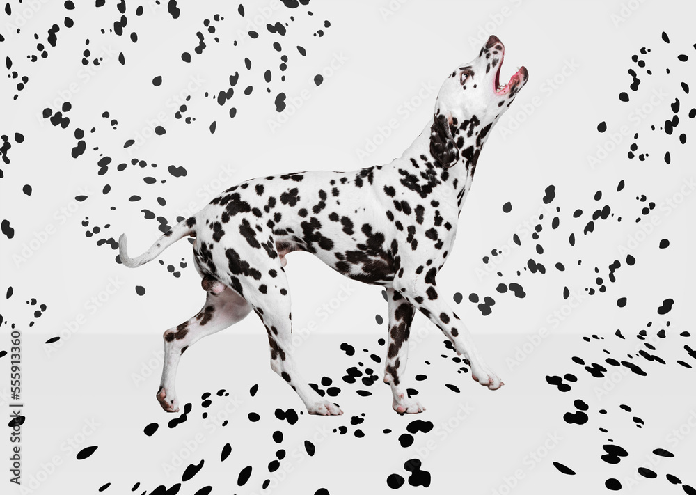 Portrait of beautiful purebred dog, Dalmatian posing over white ...