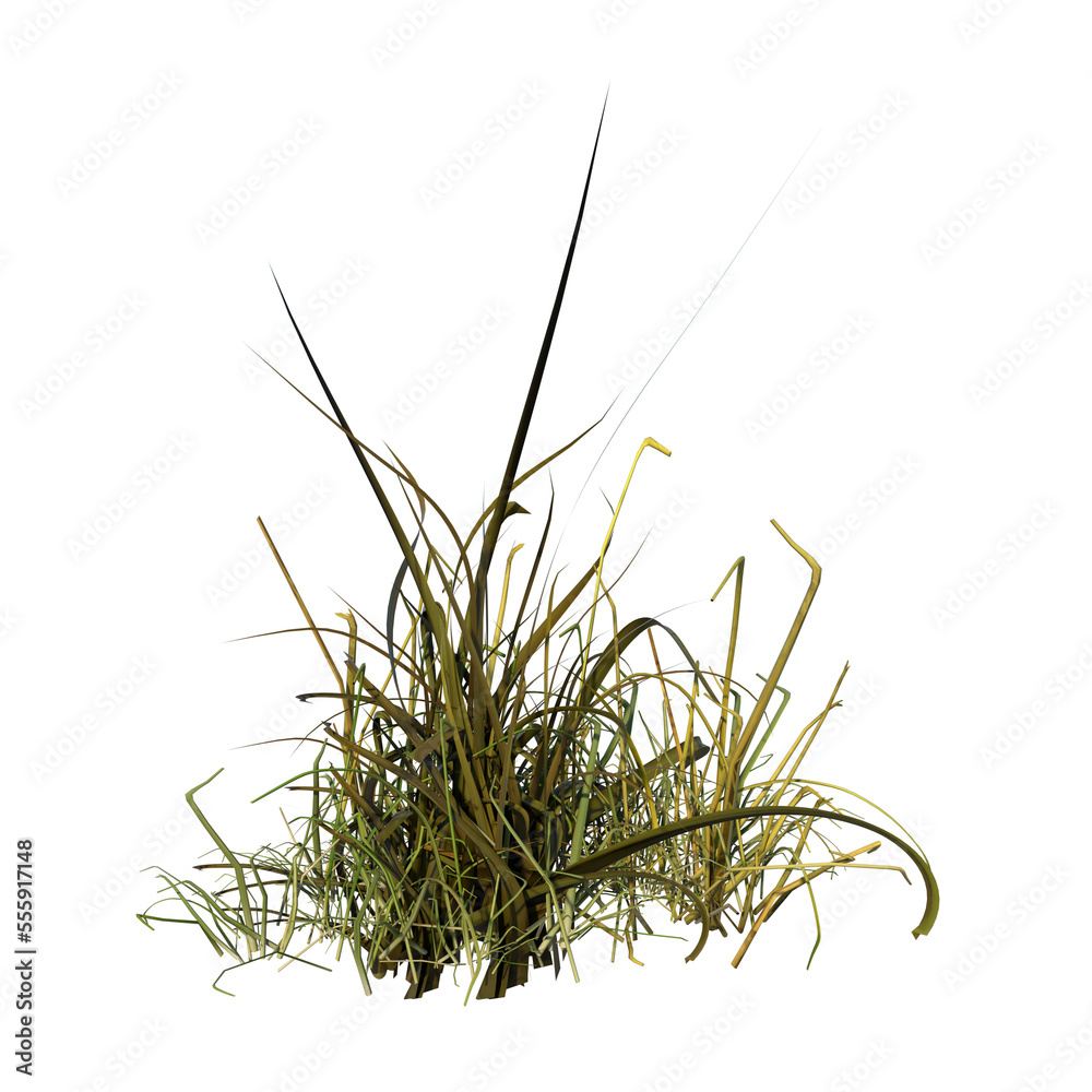 Front view of Plant ( Long Lawn Grass 7) Tree png Stock Illustration ...