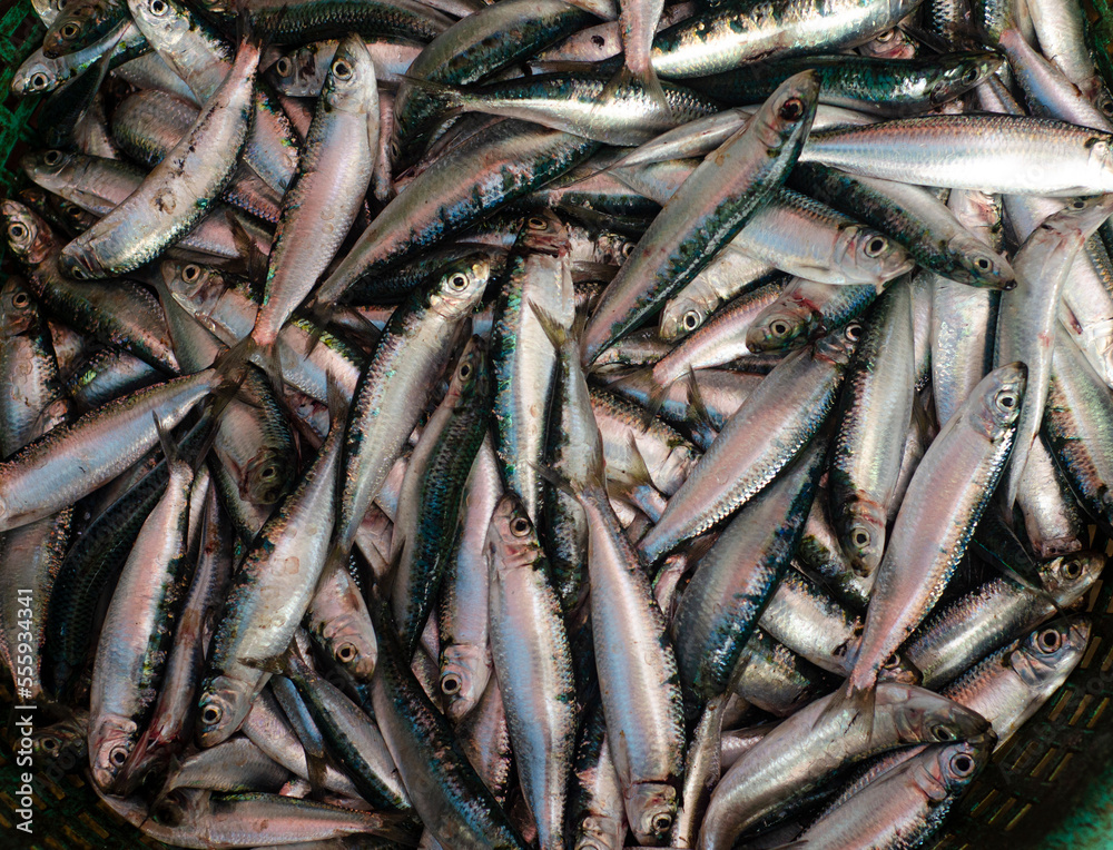 GOLD STRIPED SARDINE FISH (SALAYA) Stock Photo | Adobe Stock