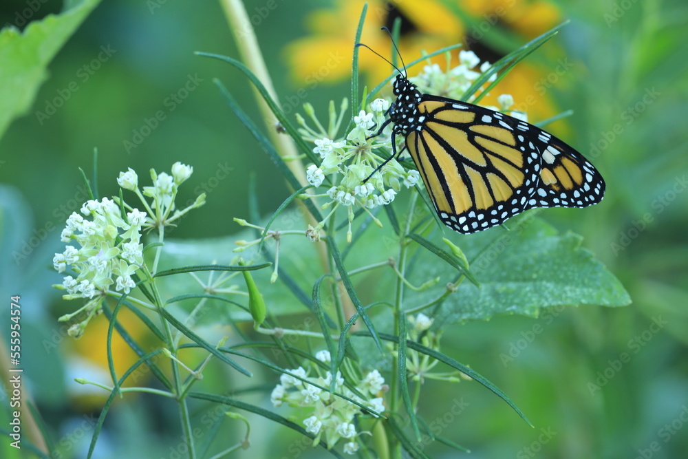 Monarch butterfly (Danaus plexippus) on whorled milkweed (Asclepias ...