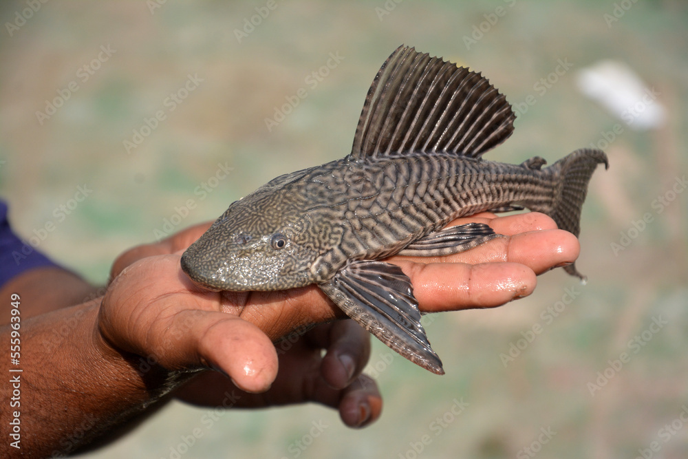 The sucker is a freshwater fish of the genus Hypostomes in the family ...