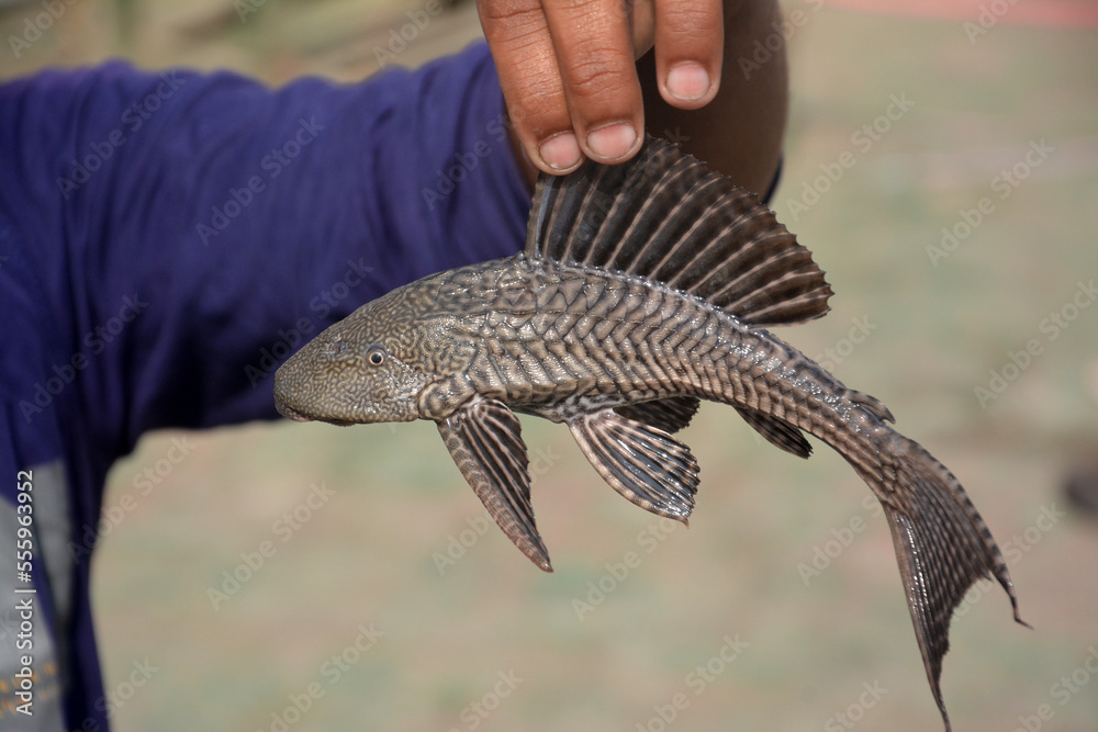 The sucker is a freshwater fish of the genus Hypostomes in the family ...