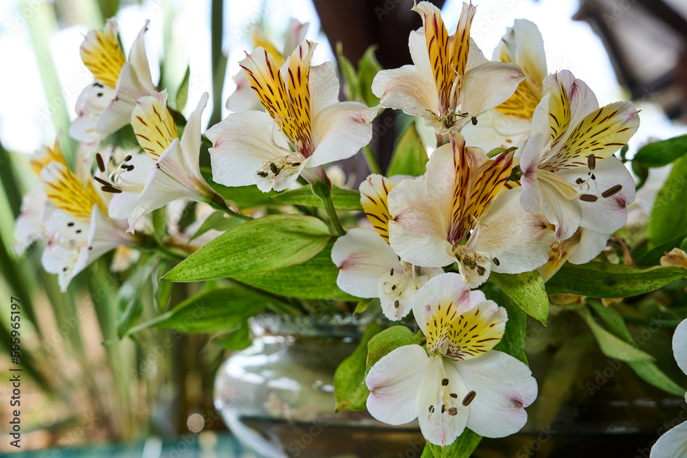 Foto de Alstroemeria. bouquet of white astromelias with yellow spots ...