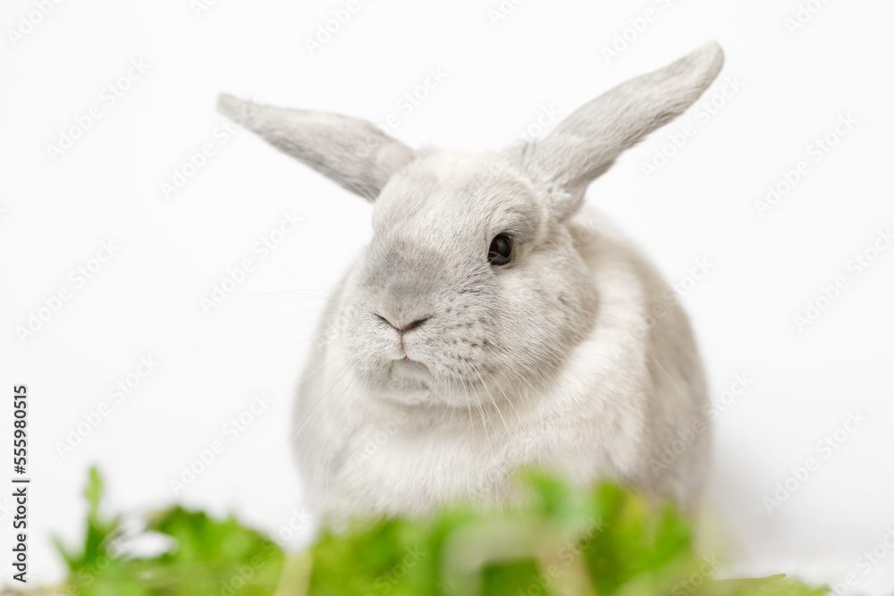 Rabbit on a white background with raised ears, focus on the rabbit ...