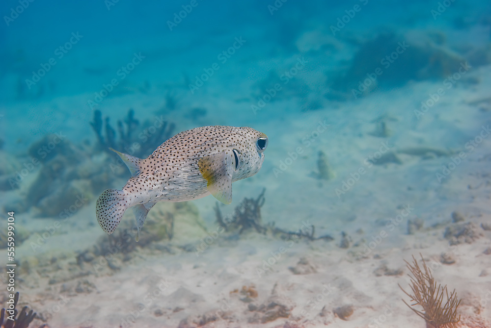 Porcupinefish diodon hystrix a spiny puffer swimming away from the ...