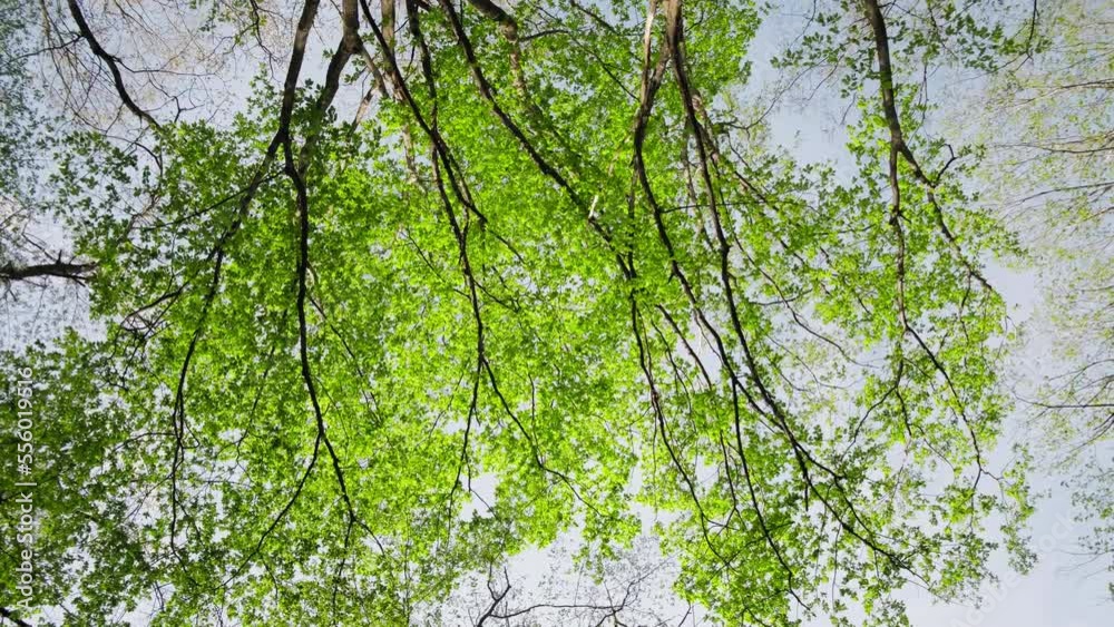 Stockvideo rotational movement of the camera on the crowns of trees in ...