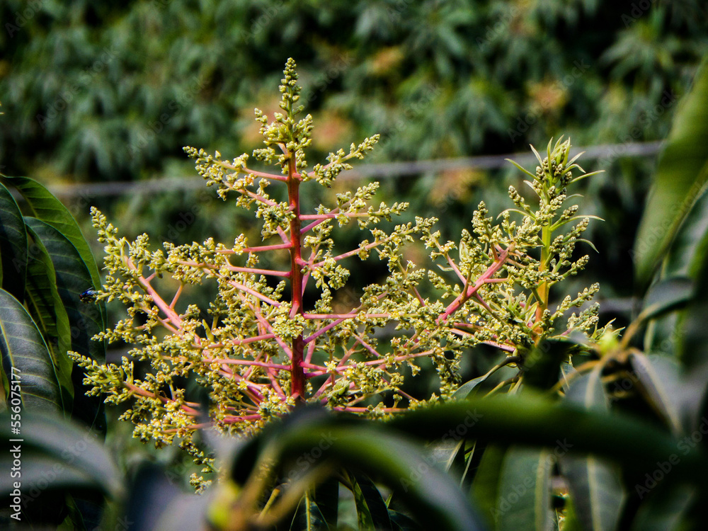 Mangifera indica commonly known as mango. A shot of fruit bearing tree ...