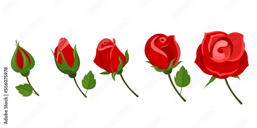 5 stages of red rose blooming Stock Vector | Adobe Stock