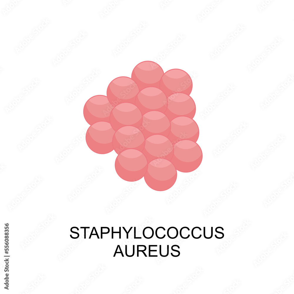 Staphylococcus aureus icon. Staphylococcus aureus bacterium in flat ...