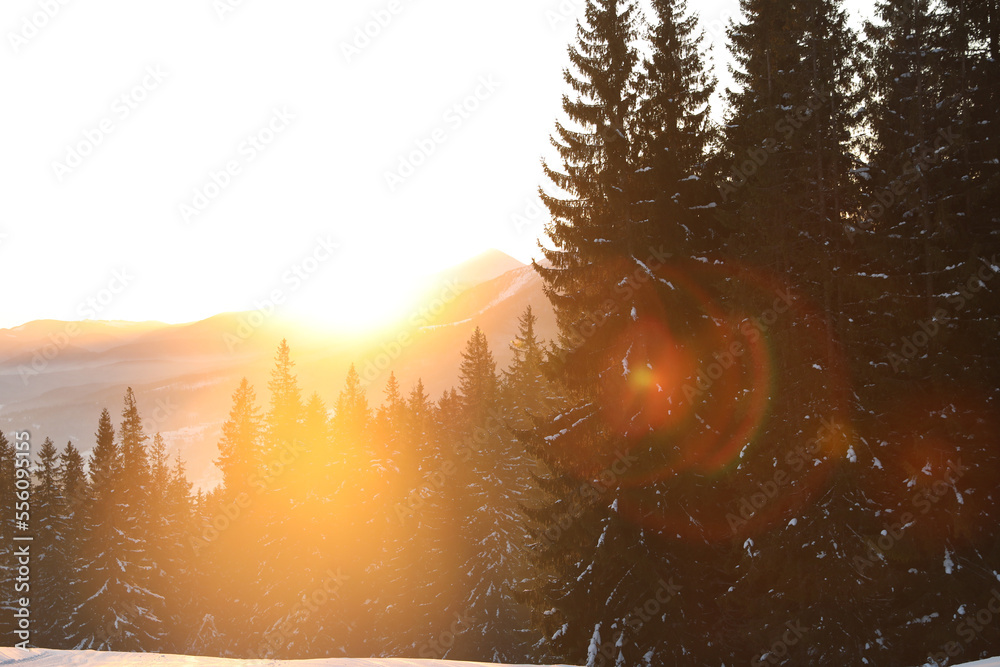 Beautiful mountain landscape with sunlit forest in winter Stock Photo ...