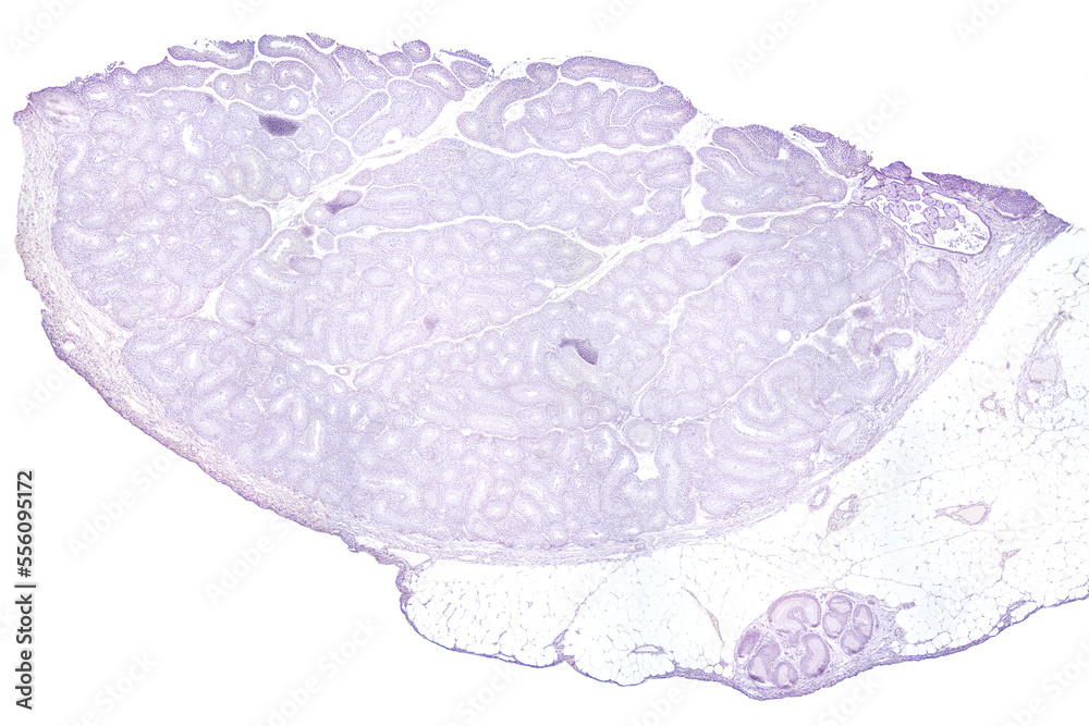 Testis, transverse section, 20X light micrograph. Testicle, the male ...