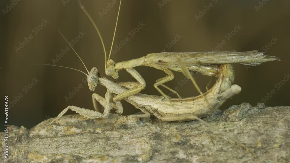 The mating process of praying mantises. Couple of praying mantis mating ...