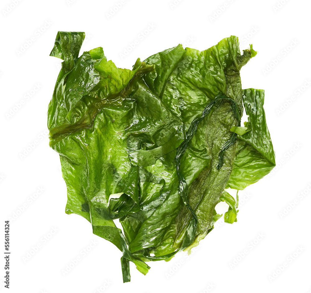 Laminaria Kelp Seaweed Isolated on White Background. fresh Laminaria or kelp Seaweed Isolated on ...