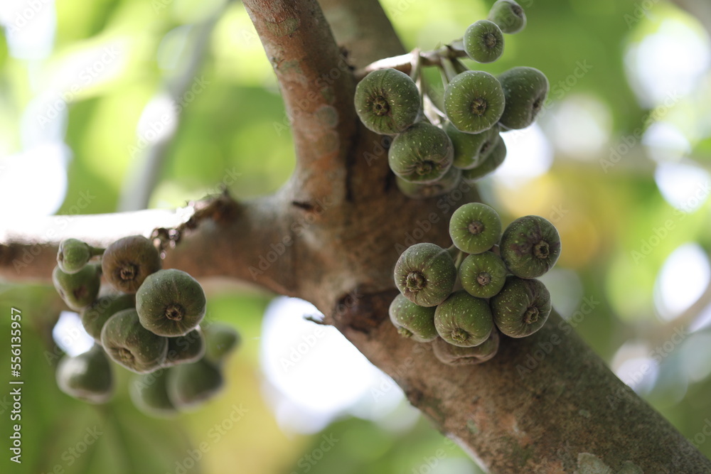 Cluster Fig tree fruit growing from stem Stock Photo | Adobe Stock