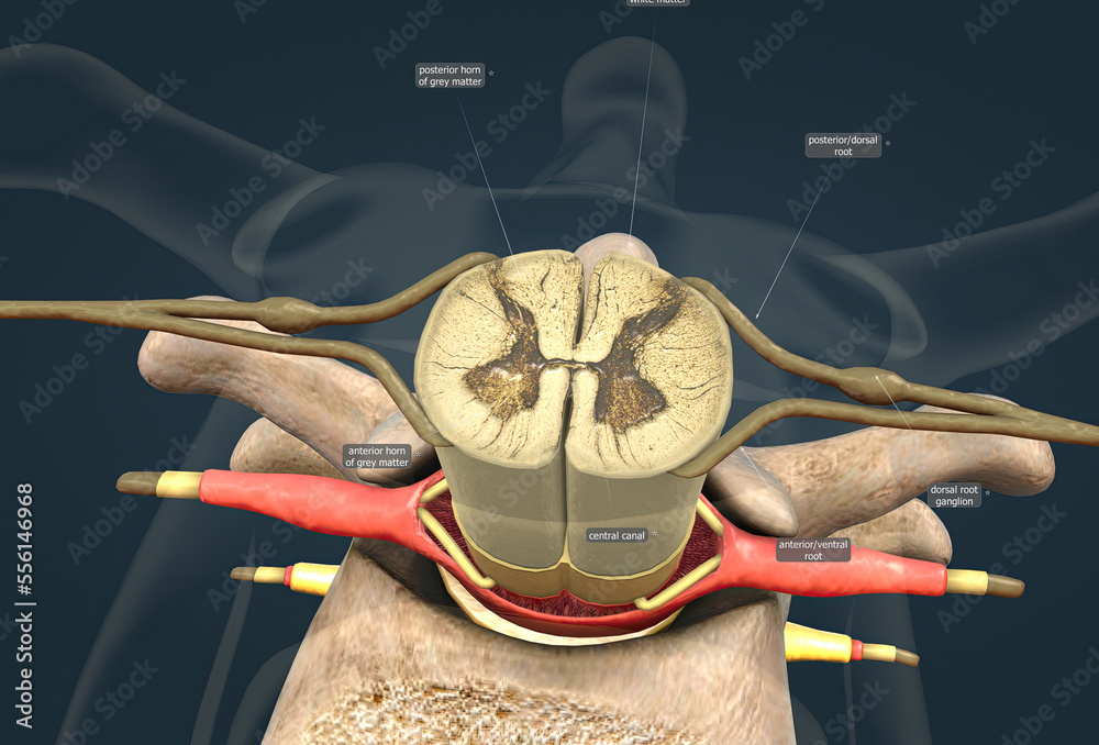 The spinal nerve is a mixed nerve that carries motor, sensory and ...