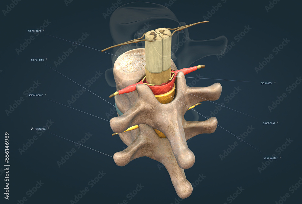 The spinal nerve is a mixed nerve that carries motor, sensory and ...