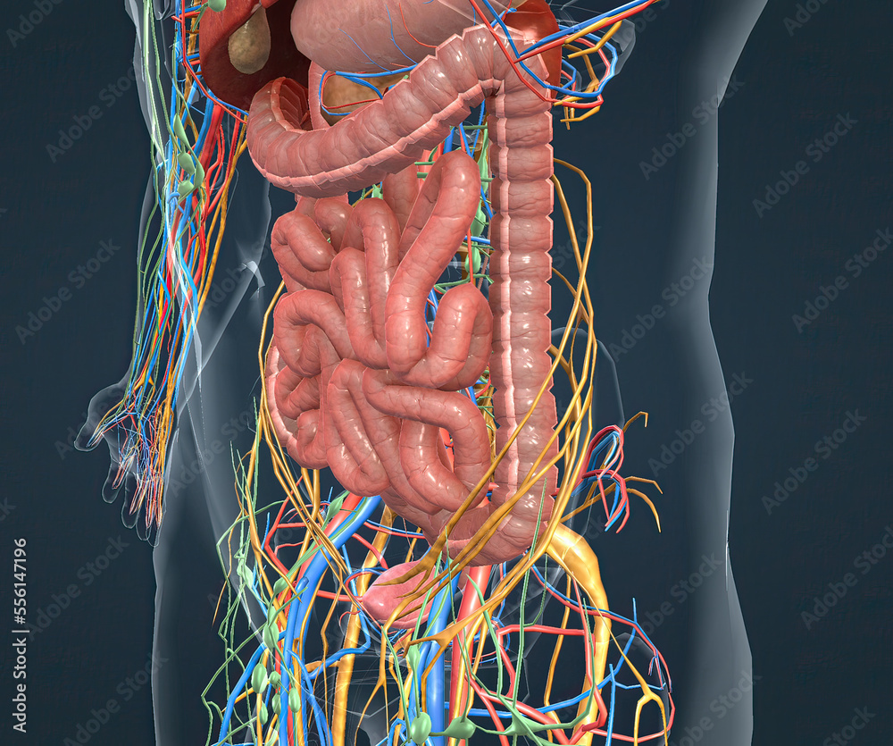 Digestive system, nervous system and vascular pathways Stock ...