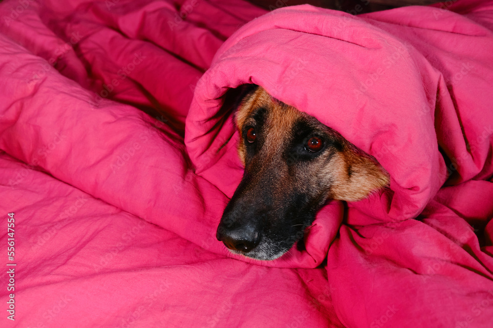 German Shepherd lying on pink bedding wrapped in blanket with head and ...