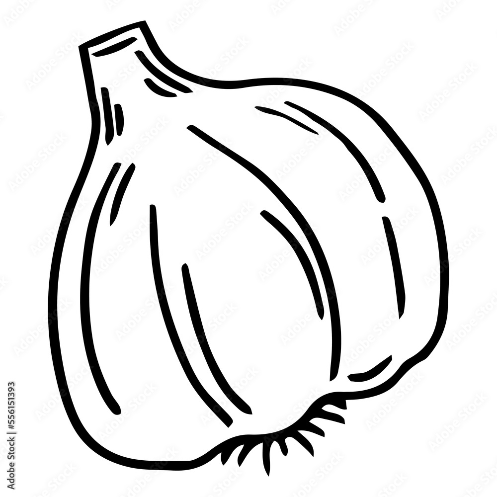 Coloring book page for children with colorful garlic and sketch to ...