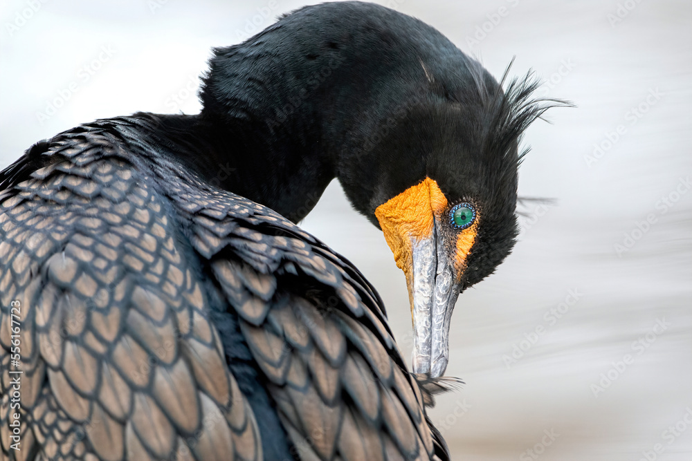 Cormorant Feathers