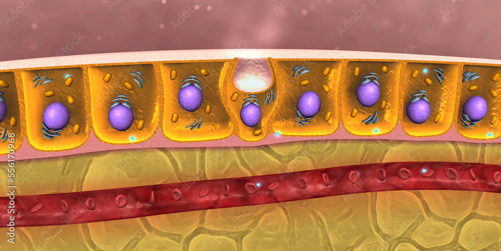 Digestive molecules pass through cell membranes the small intestine ...