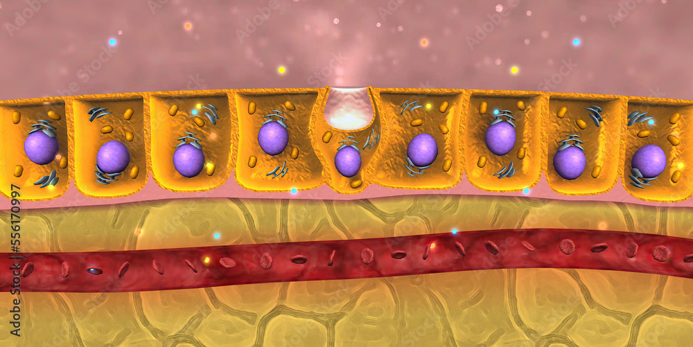 Digestive molecules pass through cell membranes the small intestine ...