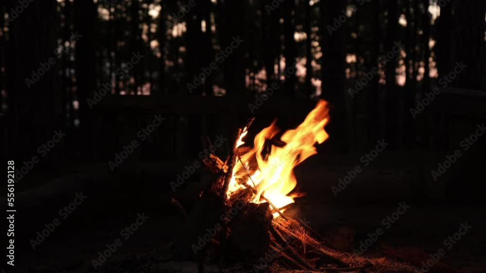 Small campfire in the dark night in the forest. Burning campfire in the pine forest at night ...