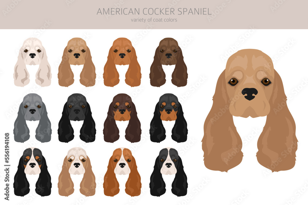 American cocker spaniel all coat colors clipart. All dog breeds ...