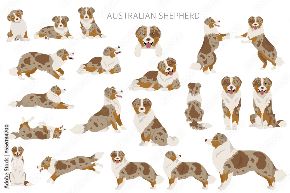 Australian shepherd clipart. Coat colors Aussie set. All dog breeds ...