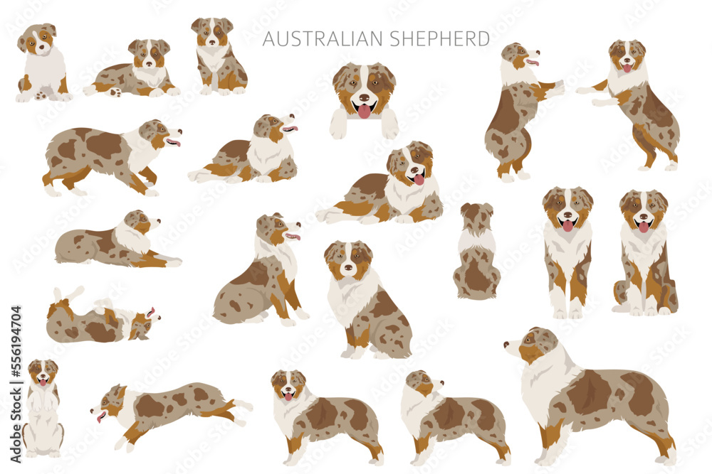 Australian shepherd clipart. Coat colors Aussie set. All dog breeds ...