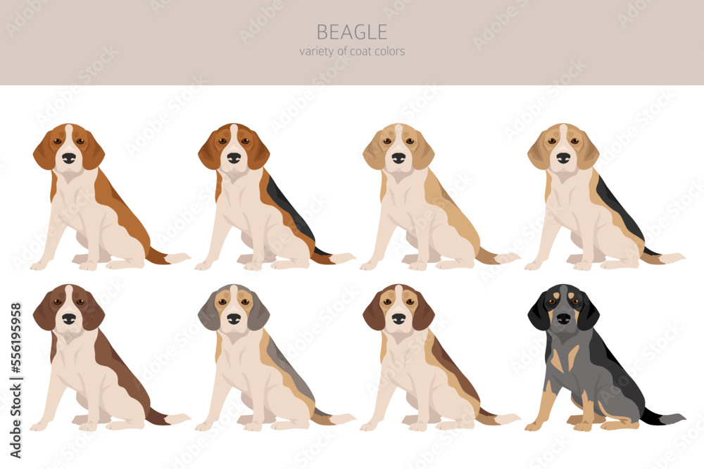 Beagle dog dog clipart. All coat colors set. Different position. All ...