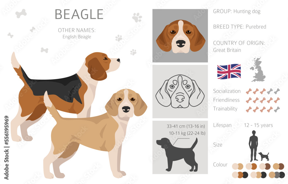 Beagle dog dog clipart. All coat colors set. Different position. All ...