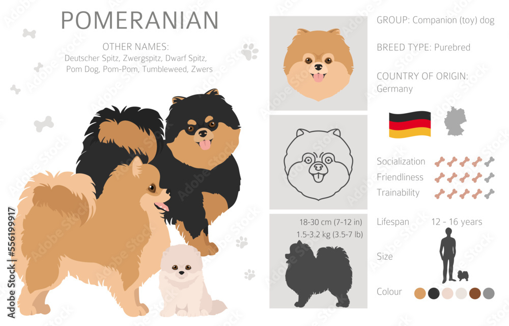 Pomeranian German spitz clipart. Different poses, coat colors set Stock ...