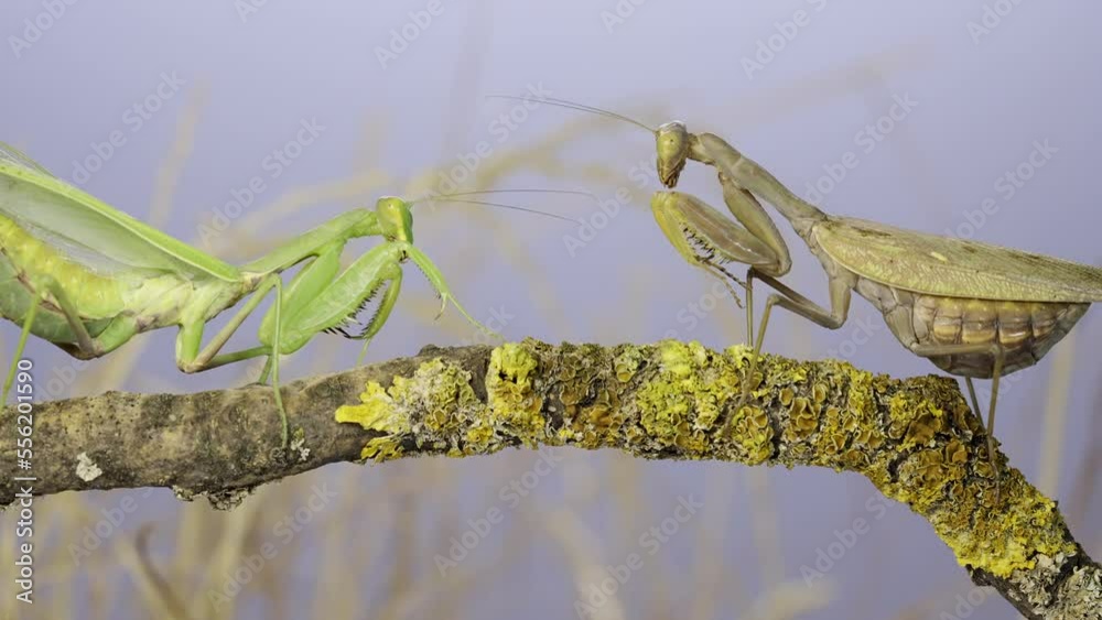 Slow motion, male praying mantis meet female on the same tree branch ...