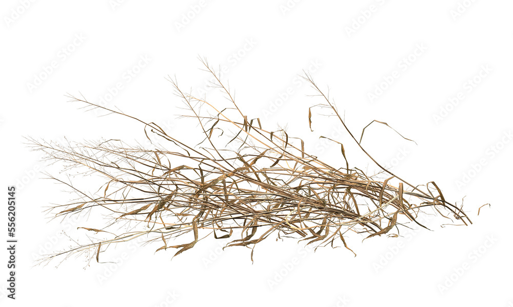 Various types of dried plants grass bushes shrub and small plants ...