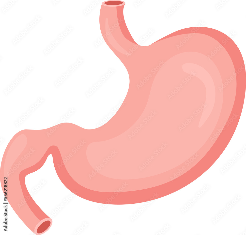 Photo & Art Print Stomach . Internal organs of human ., stockdevil