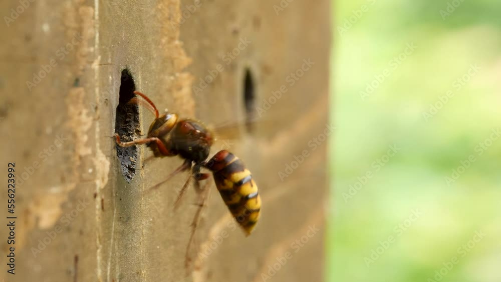 The venomous Japanese hornet is one of the largest wasp species in the ...