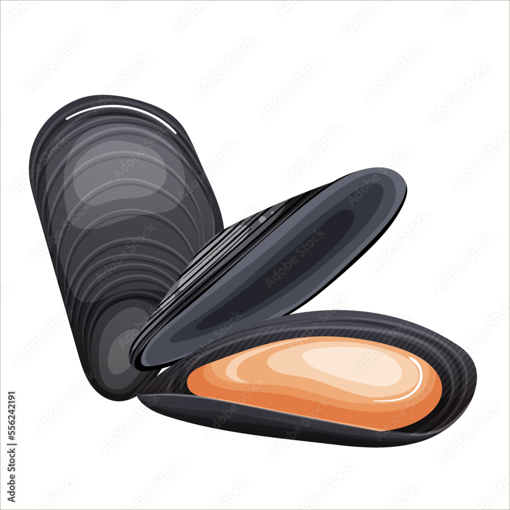 Opened mussel isolated on white background. Fresh delicacy meat inside ...