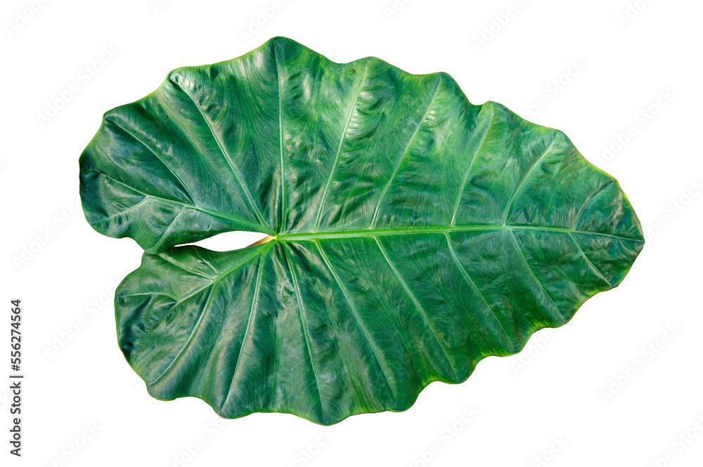 leaves Isolate on transparent background PNG file Stock Photo | Adobe Stock