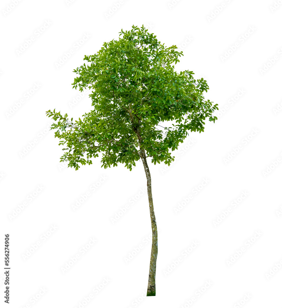 Isolated trees on transparent background PNG file Stock Photo | Adobe Stock