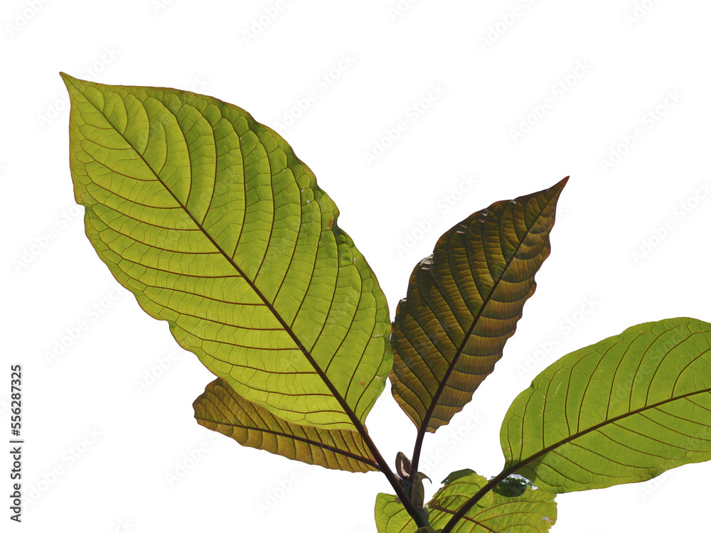 Mitragyna speciosa, kratom tree behind the sky (Kutum, Ketum Bia, Biak ...