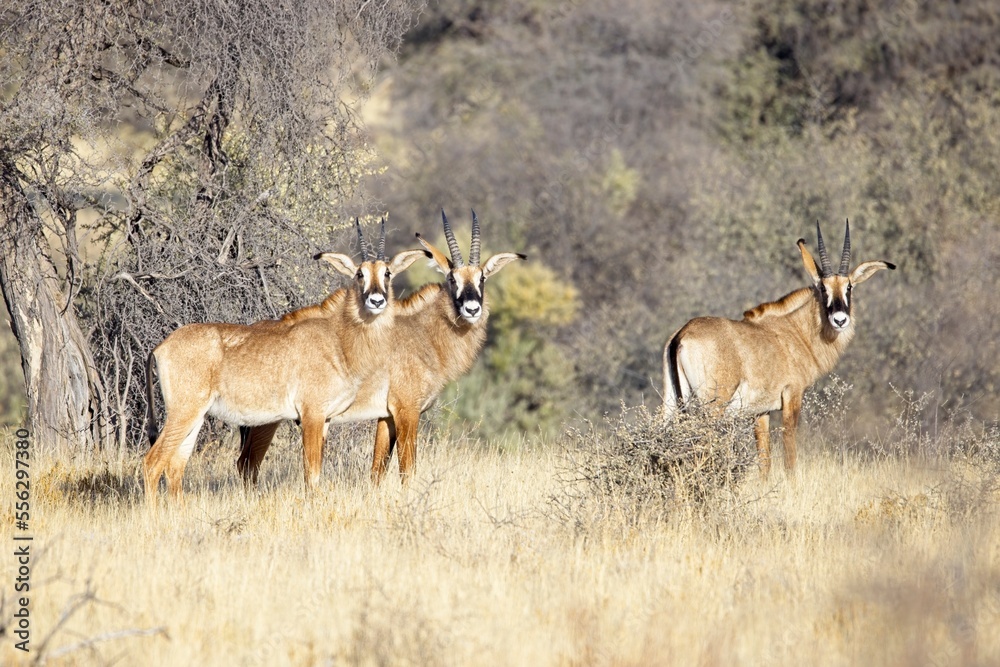 Roan antelope, Hippotragus equinus, in the grass, mountain in the ...