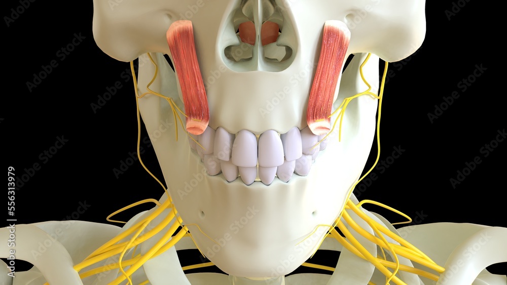 Levator Labii Superioris Muscle anatomy for medical concept 3D ...