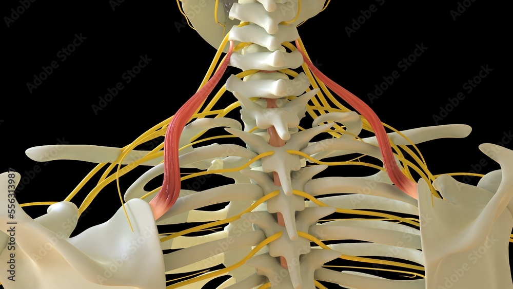 Levator Scapulae Muscle Anatomy Function And Pathology