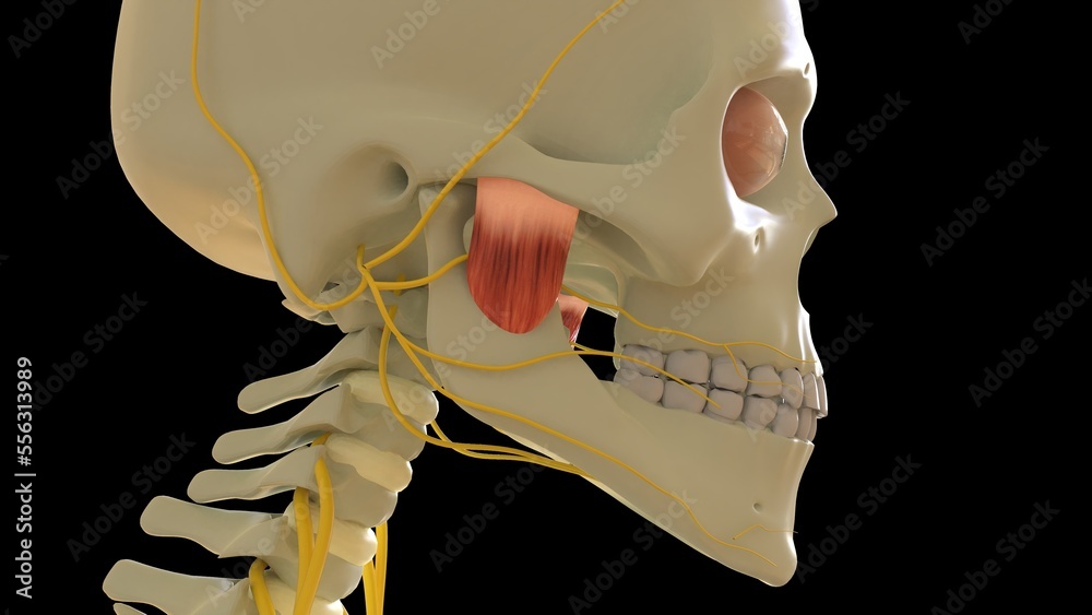 Masseter Deep Muscle anatomy for medical concept 3D rendering ...